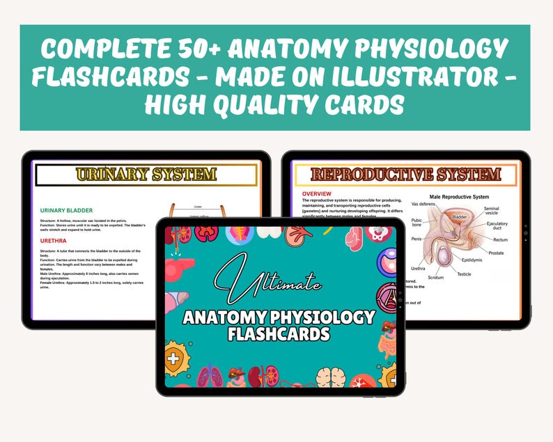 Anatomy & Physiology Flashcards, the Ultimate Study Guide, 2026 Edition ...
