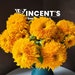 Sunflower SEEDS | Teddy Bear | Fluffy Sunflower for Gardens and Cut ...