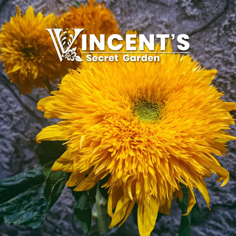 Sunflower SEEDS | Teddy Bear | Fluffy Sunflower for Gardens and Cut ...