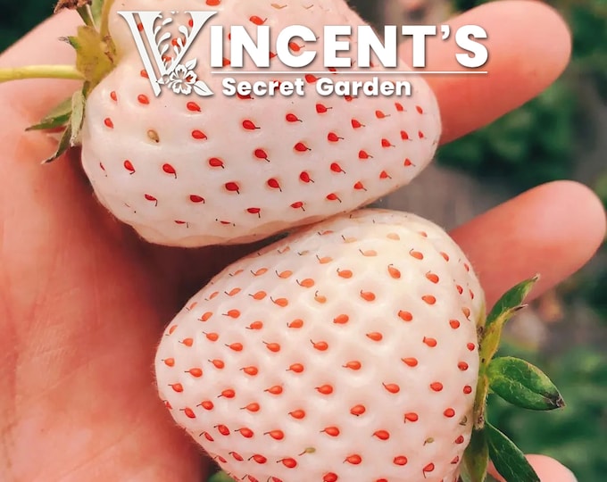 Pineberry Seeds, White Strawberry, Pineapple Strawberry Seed for ...