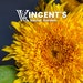 Sunflower SEEDS | Teddy Bear | Fluffy Sunflower for Gardens and Cut ...