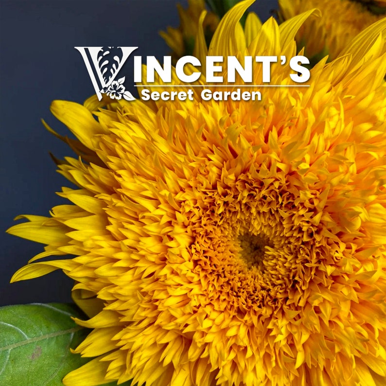 Sunflower SEEDS | Teddy Bear | Fluffy Sunflower for Gardens and Cut ...
