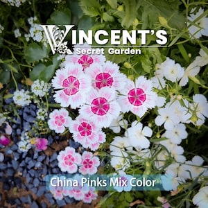 Dianthus SEEDS Multicolor Collection | Cottage Pinks, Sweet William ...