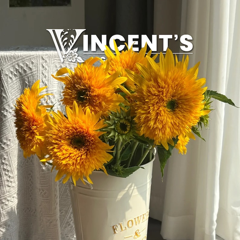 Sunflower SEEDS | Teddy Bear | Fluffy Sunflower for Gardens and Cut ...
