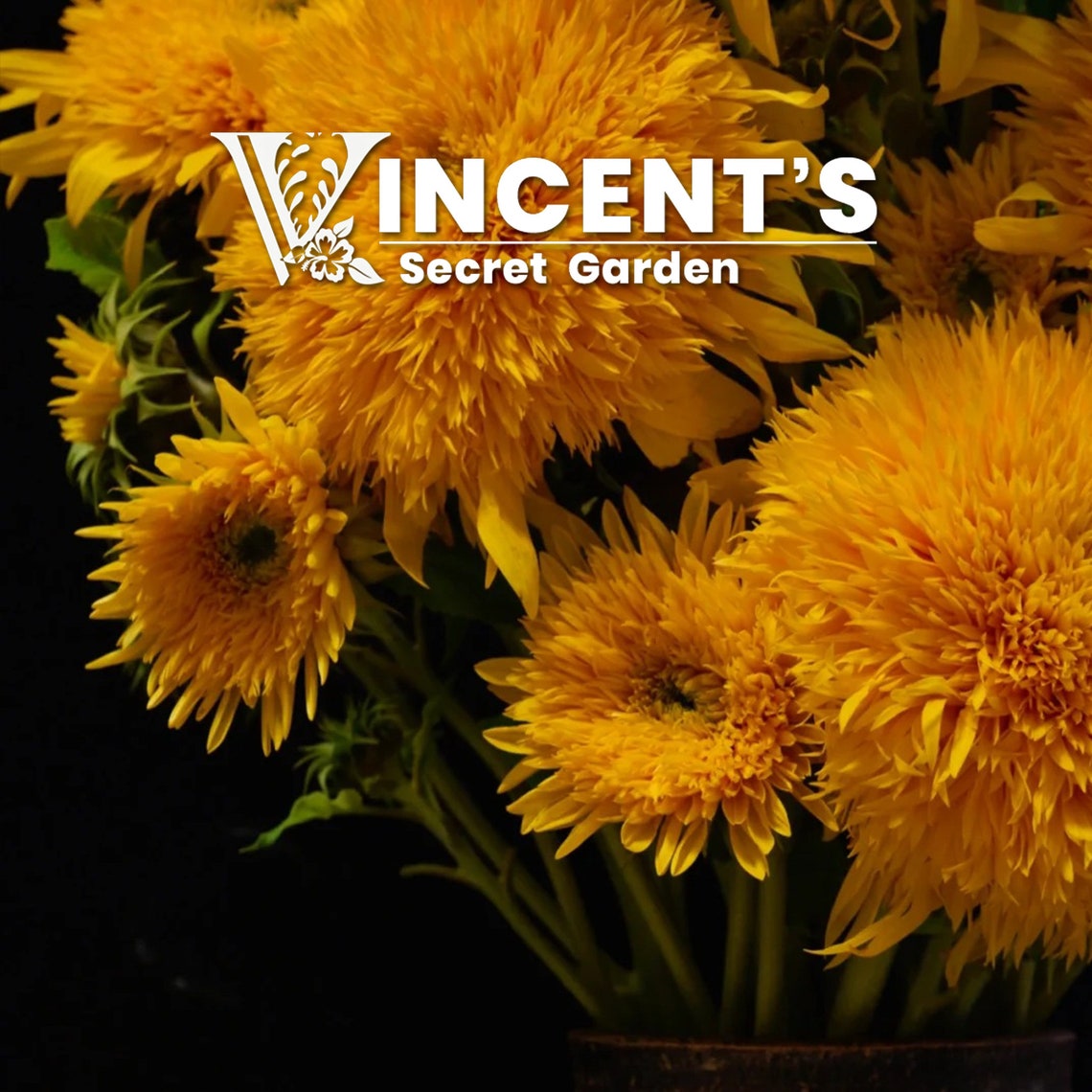 Sunflower SEEDS | Teddy Bear | Fluffy Sunflower for Gardens and Cut ...