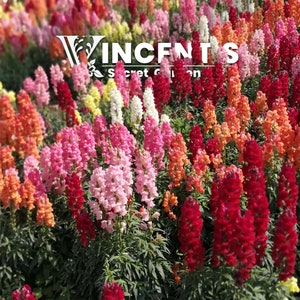 Snapdragon 50-2000 Seeds /antirrhinum / Rocket Flower /magic Carpet ...