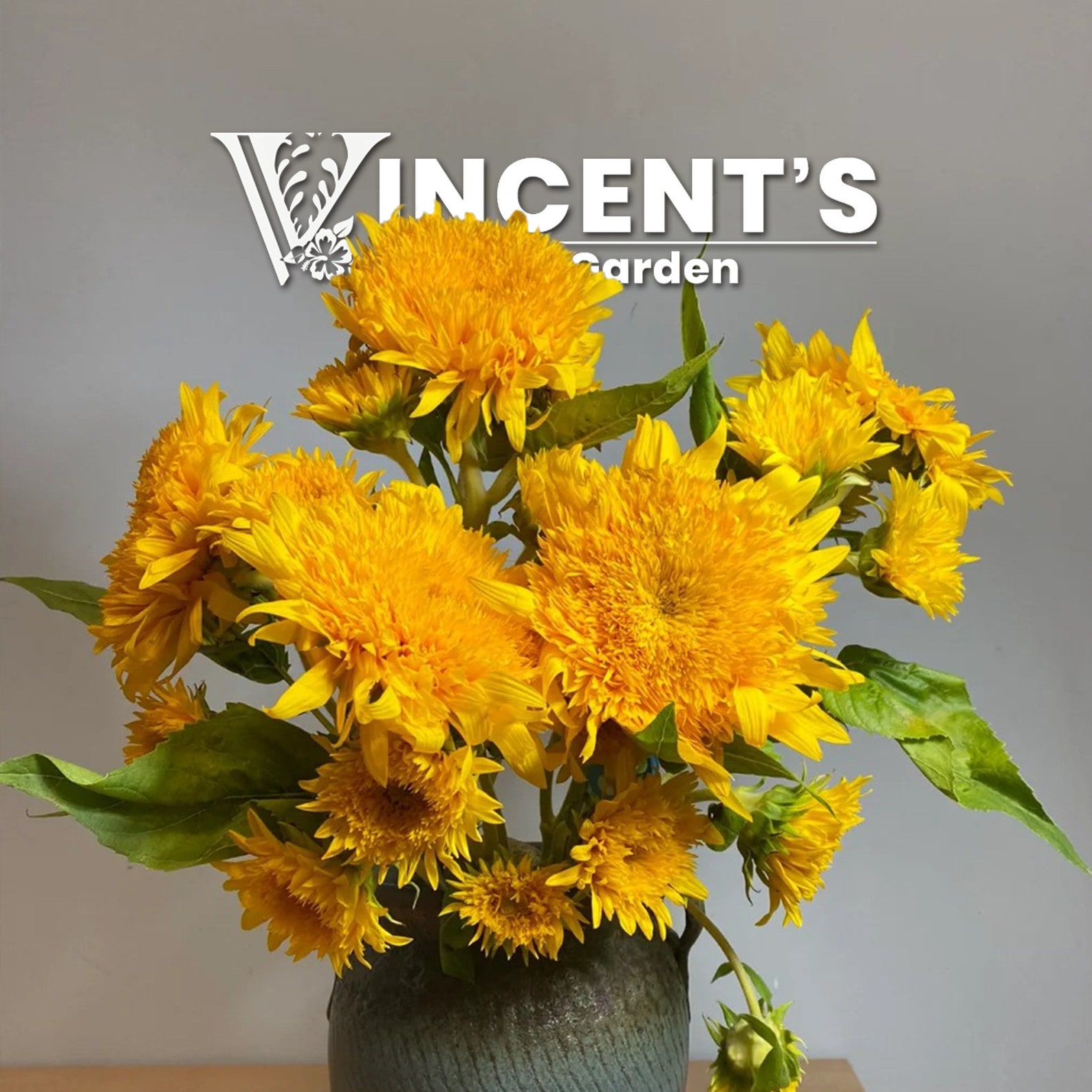 Sunflower SEEDS | Teddy Bear | Fluffy Sunflower for Gardens and Cut ...