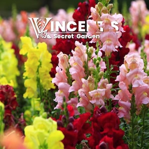 Snapdragon 50-2000 Seeds /antirrhinum / Rocket Flower /magic Carpet ...