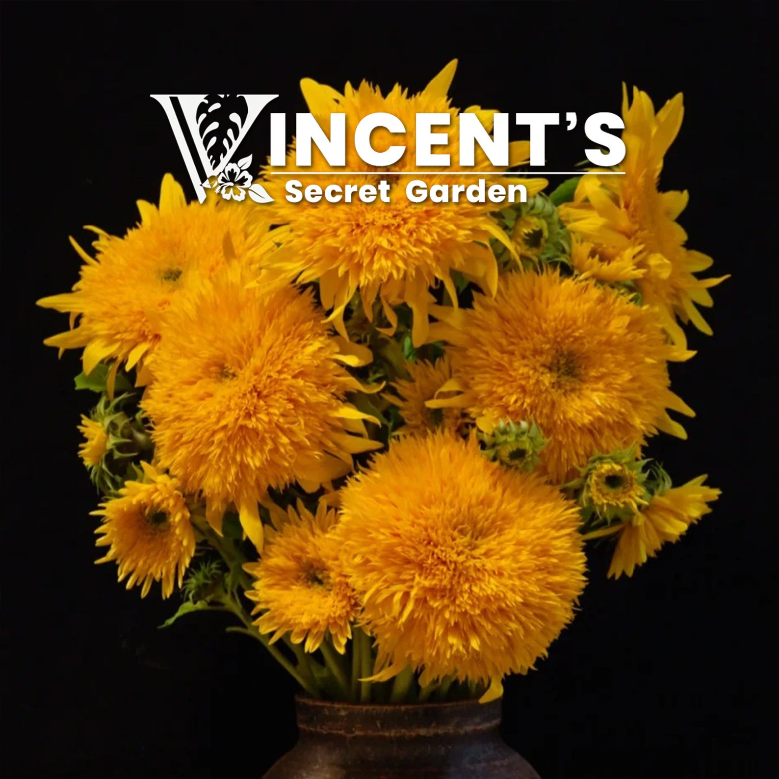 Sunflower SEEDS | Teddy Bear | Fluffy Sunflower for Gardens and Cut ...