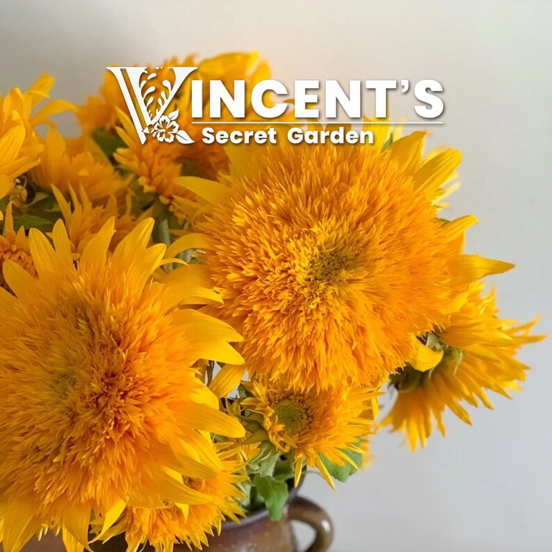 Sunflower SEEDS | Teddy Bear | Fluffy Sunflower for Gardens and Cut ...