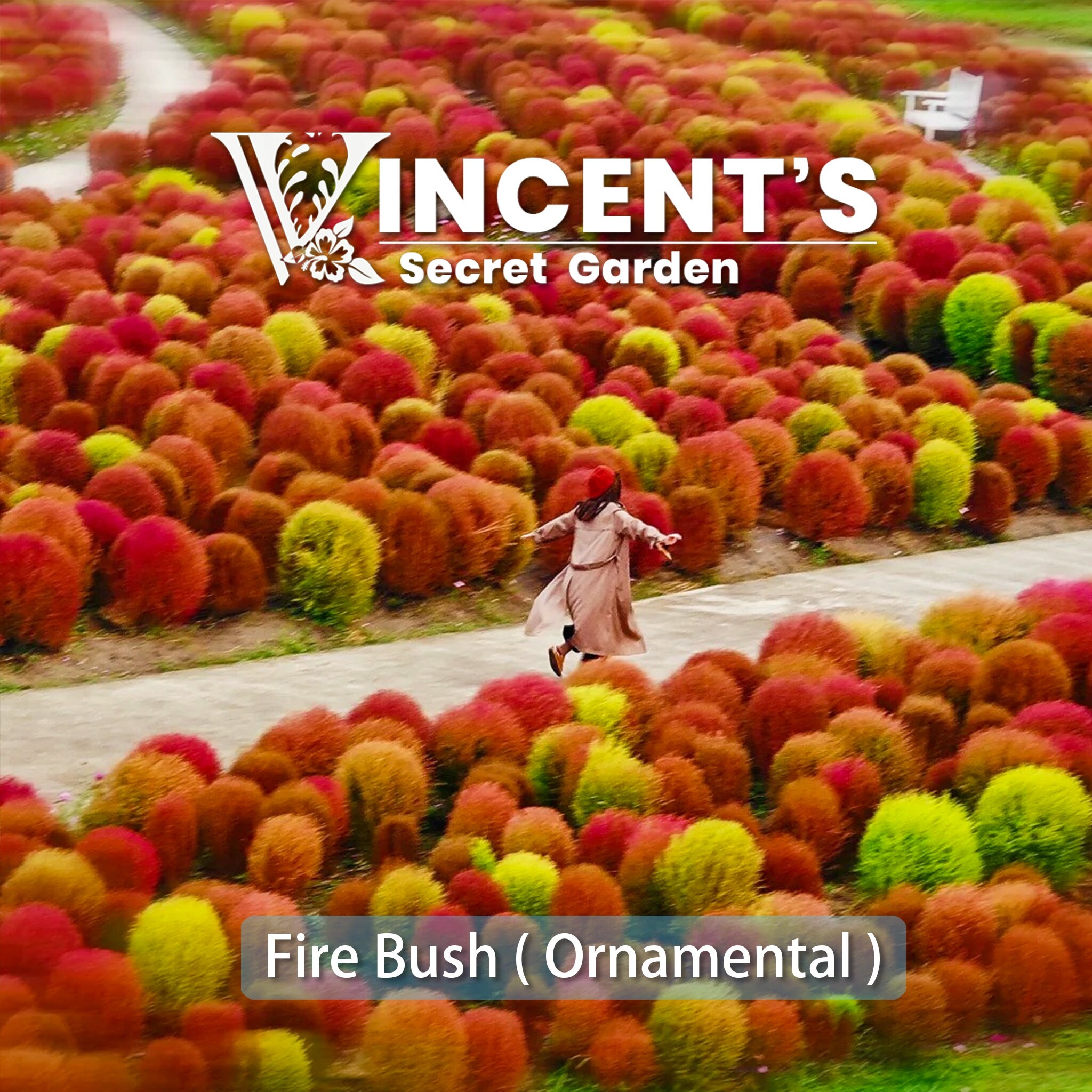 Fire Bush SEEDS | Bassia Scoparia | Edible Ornamental Plant - Etsy