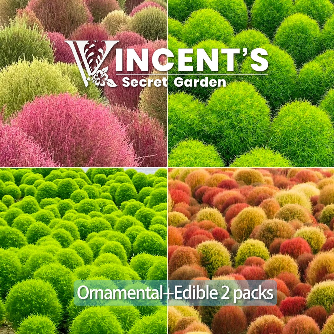 Fire Bush SEEDS | Bassia Scoparia | Edible Ornamental Plant - Etsy