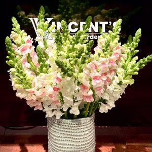 Snapdragon 50-2000 Seeds /antirrhinum / Rocket Flower /magic Carpet ...