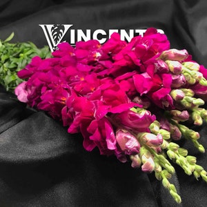 Snapdragon 50-2000 Seeds /antirrhinum / Rocket Flower /magic Carpet ...