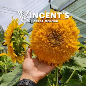 Sunflower SEEDS | Teddy Bear | Fluffy Sunflower for Gardens and Cut ...