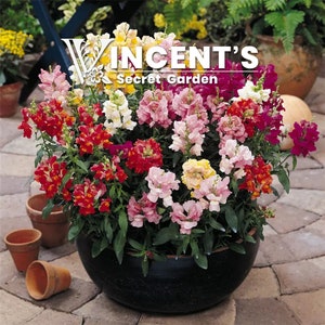Snapdragon 50-2000 Seeds /antirrhinum / Rocket Flower /magic Carpet ...