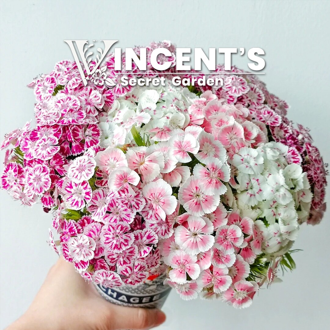 Dianthus SEEDS Multicolor Collection | Cottage Pinks, Sweet William ...
