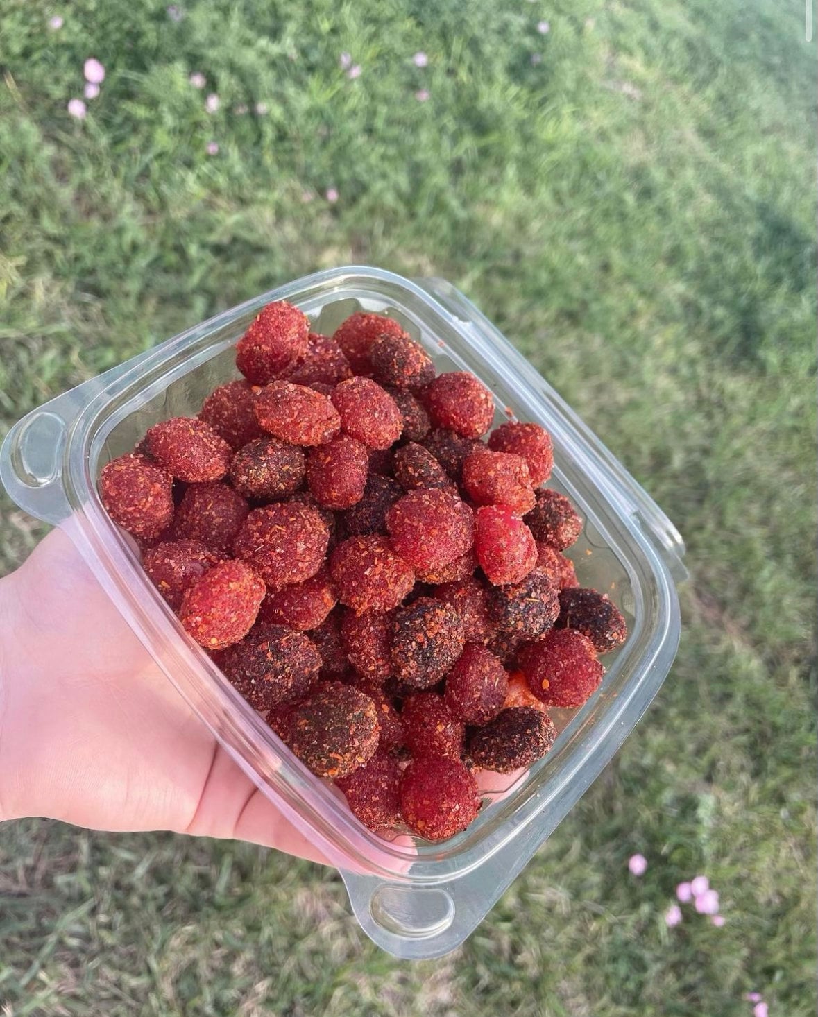 Gushers Enchilados - Etsy