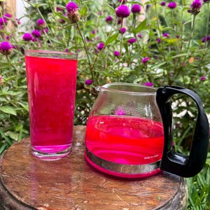 Costus Igneus Hot Pink Tea! - Etsy