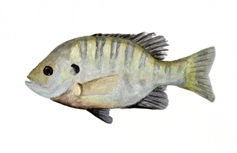 Three Fish Watercolor Art Print (bass, Trout, Sunfish) - Etsy