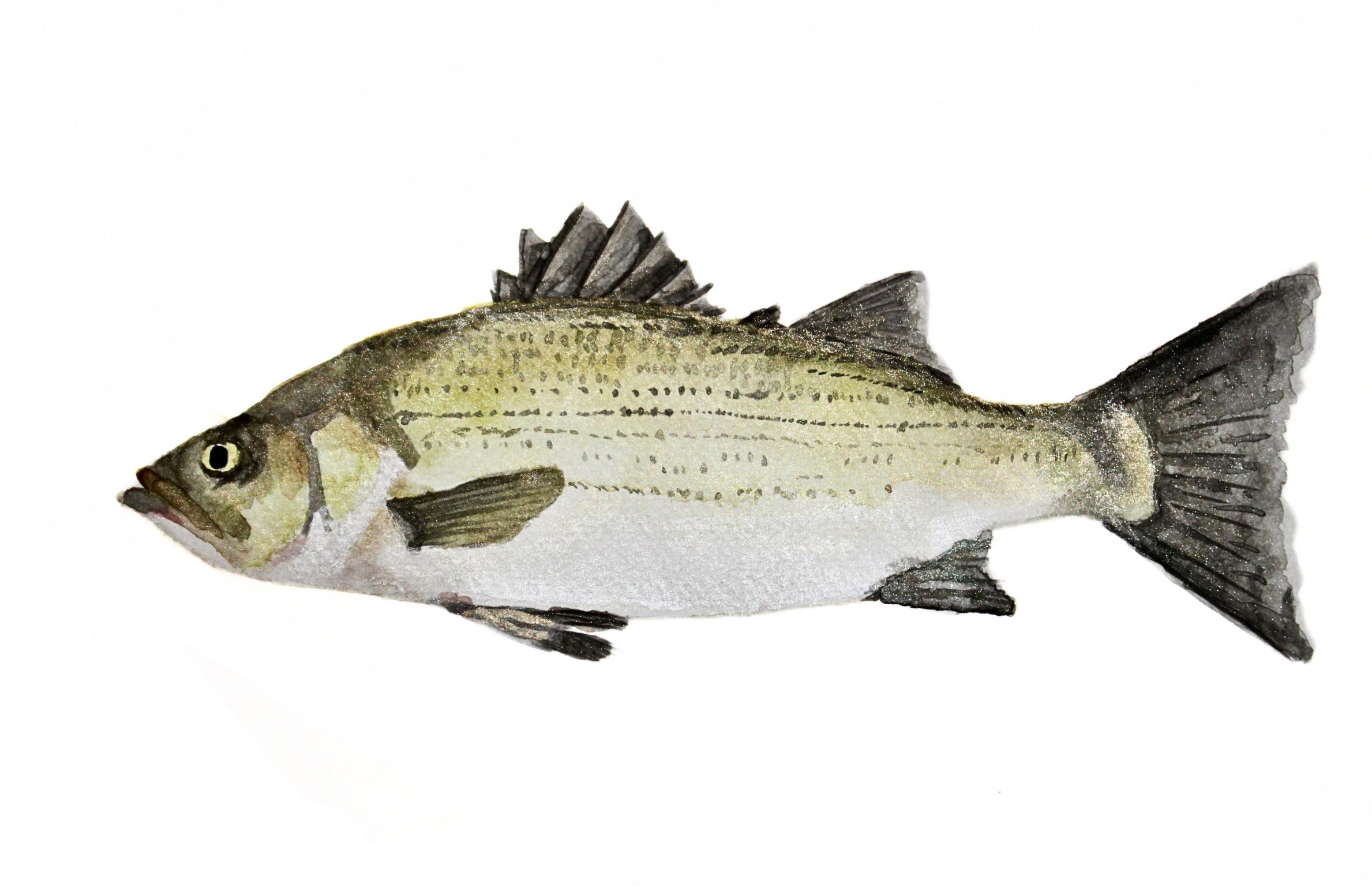 Three Fish Watercolor Art Print (bass, Trout, Sunfish) - Etsy