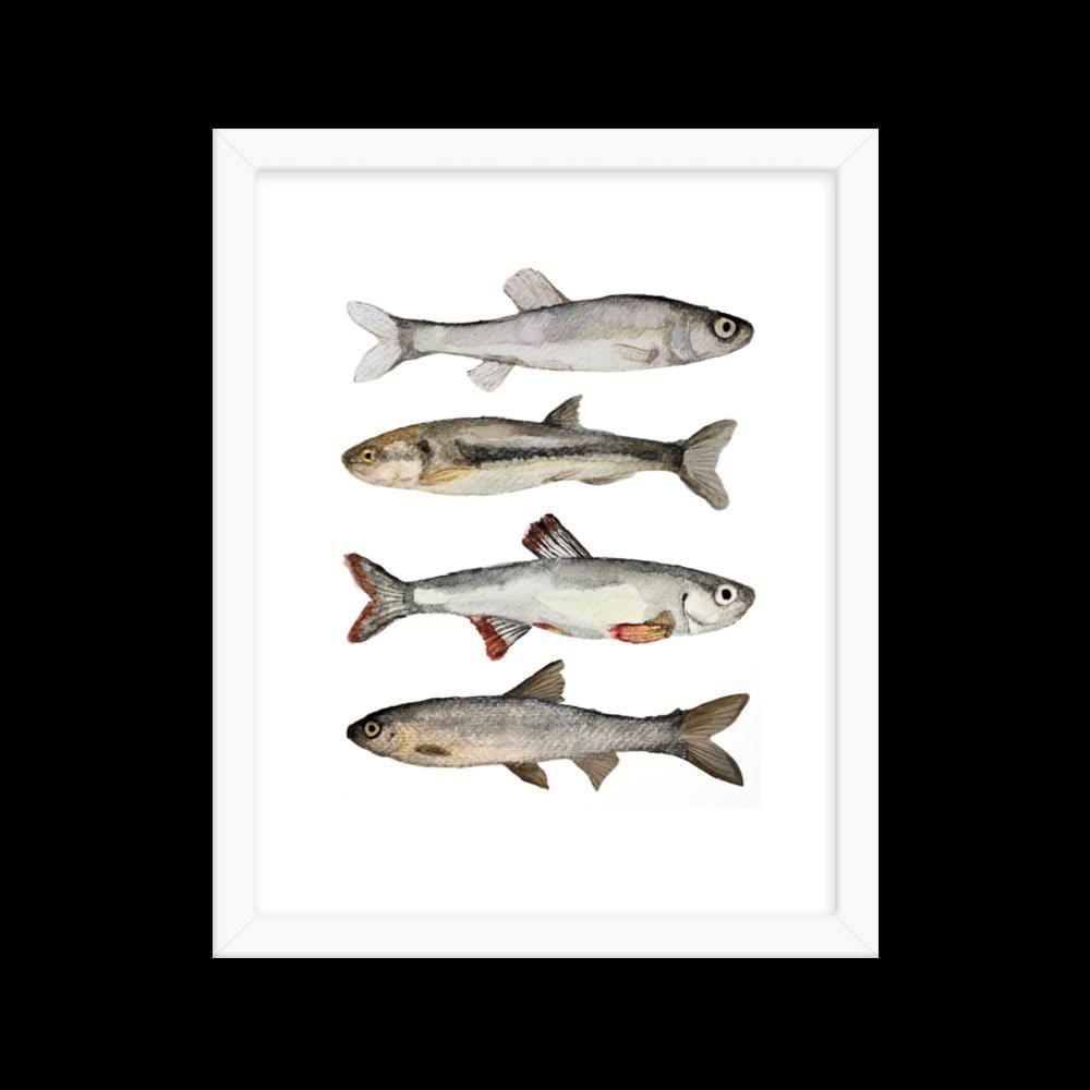 Four Minnow Fish Watercolor Print - Etsy