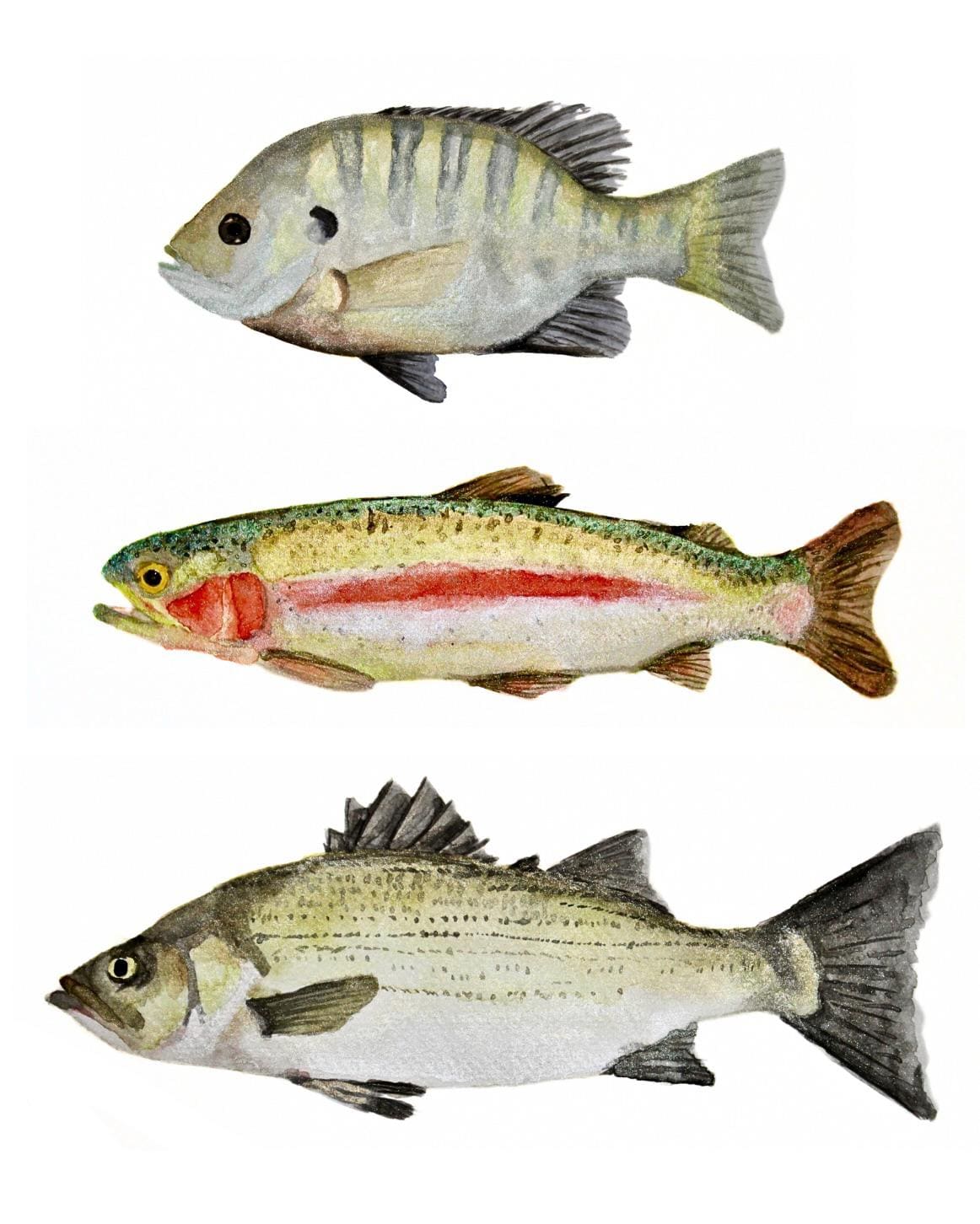 Three Fish Watercolor Art Print (bass, Trout, Sunfish) - Etsy
