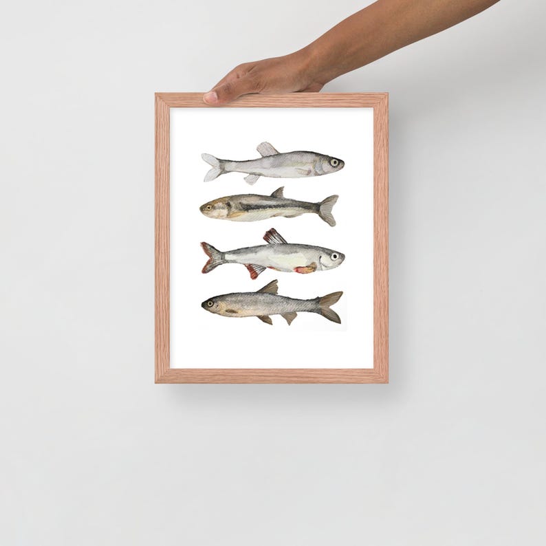 Four Minnow Fish Watercolor Print - Etsy