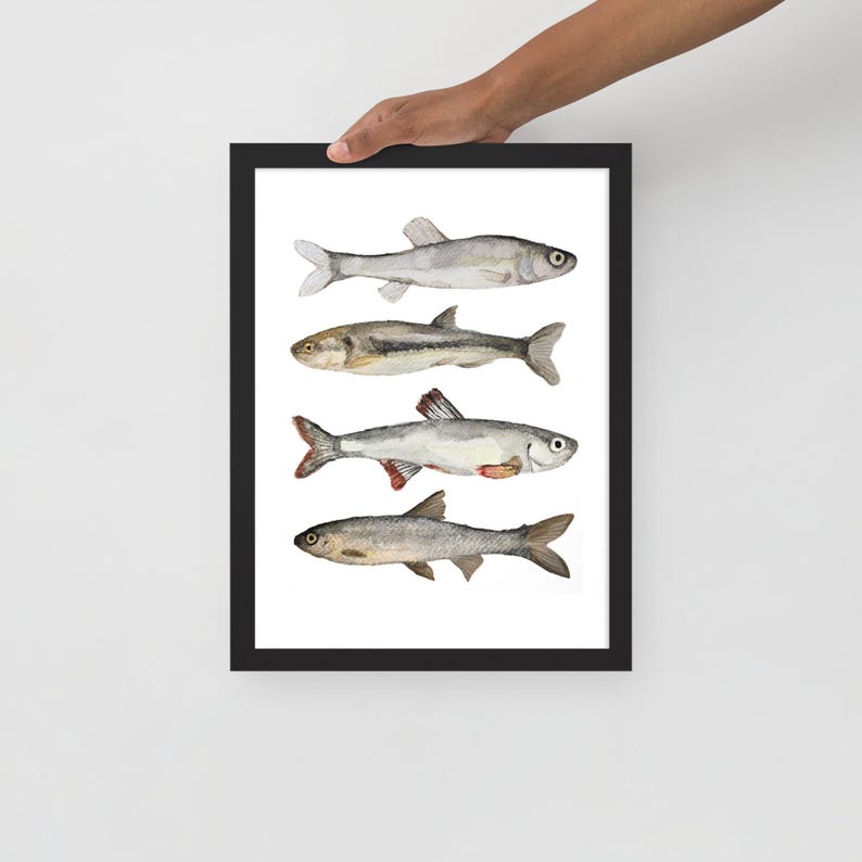 Four Minnow Fish Watercolor Print - Etsy