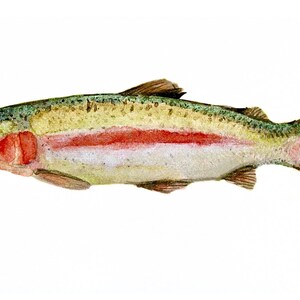 Three Fish Watercolor Art Print (bass, Trout, Sunfish) - Etsy