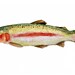 Three Fish Watercolor Art Print (bass, Trout, Sunfish) - Etsy