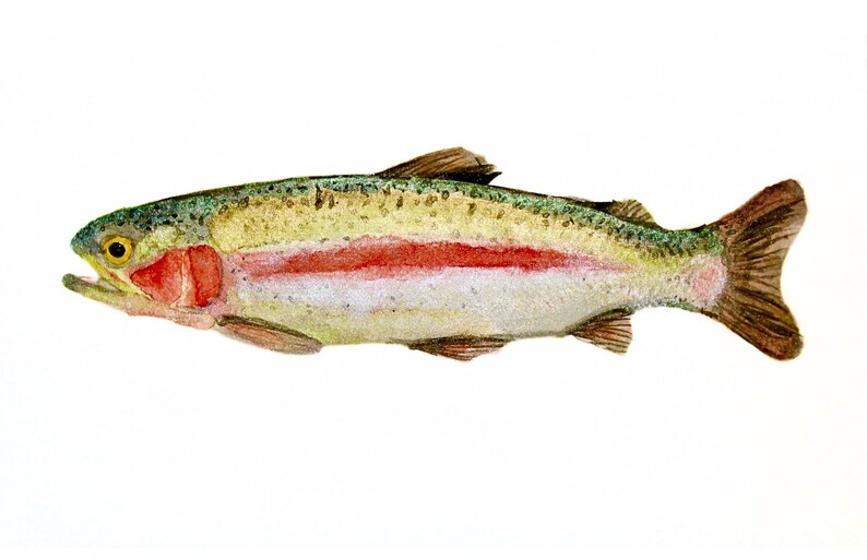 Three Fish Watercolor Art Print (bass, Trout, Sunfish) - Etsy