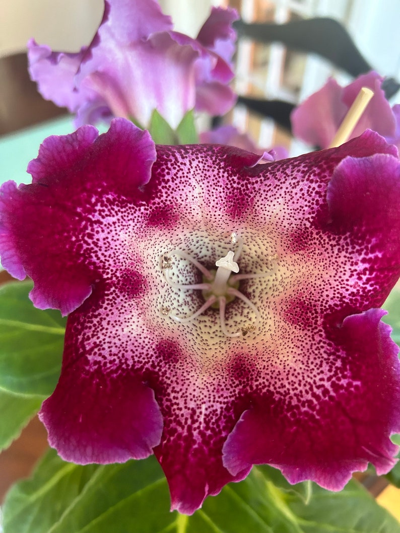 SEEDS. Sinningia Speciosa (gloxinia): Mix of Purple, Red, & Double ...