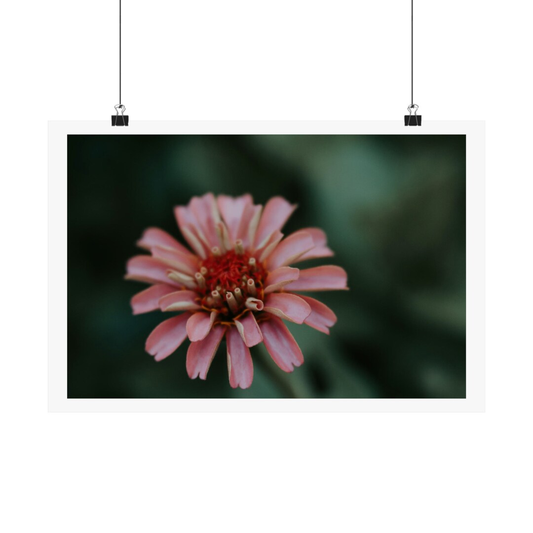 Zinnia Bloom - Matte Poster - Etsy
