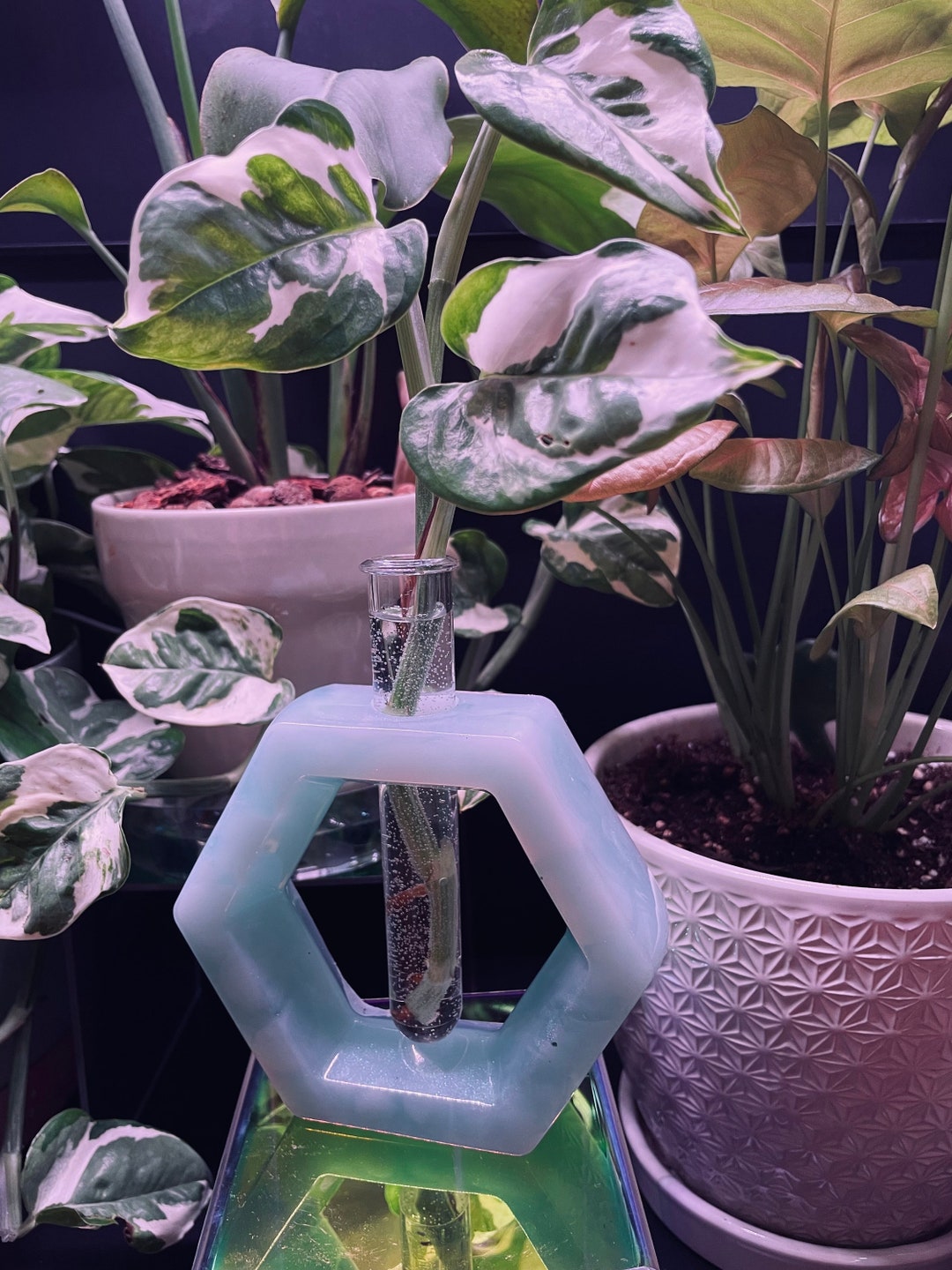 Hexagon Propagation Station With Vial - Etsy