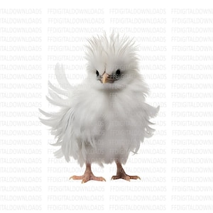 Silkie Chicken PNG, Silkie Chicken Clip Art, Cute Silkie Chicken ...