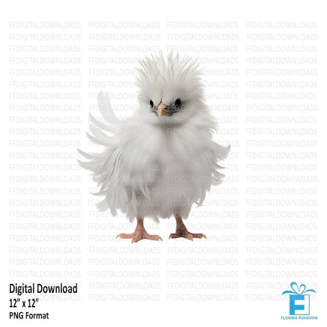 Silkie Chicken PNG, Silkie Chicken Clip Art, Cute Silkie Chicken ...