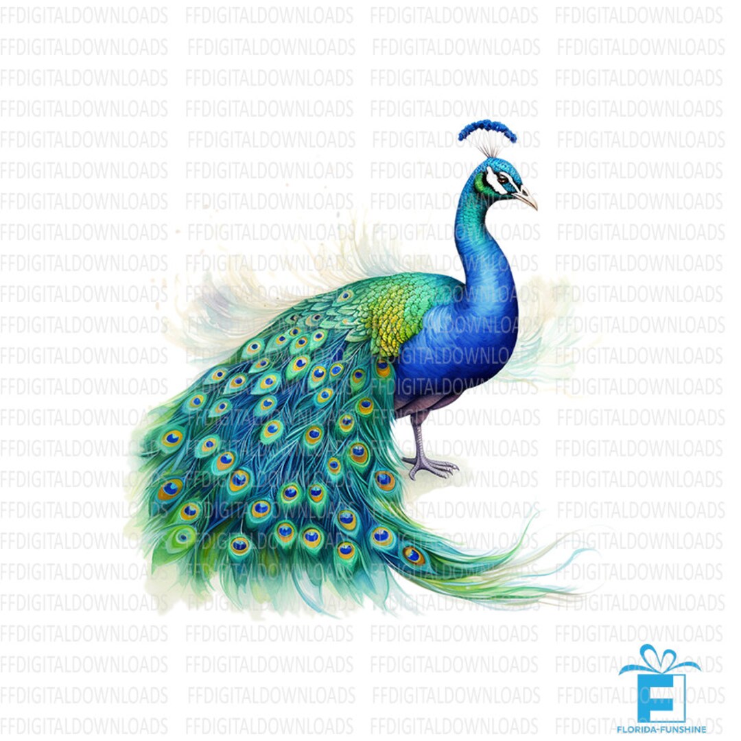 Peacock Clipart Bundle, 7 High-quality Pngs, Peacock Png, Commercial ...