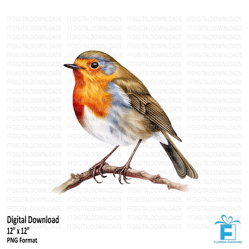 Robin Clipart Robin Png Watercolor Robin Robin Bird Design - Etsy