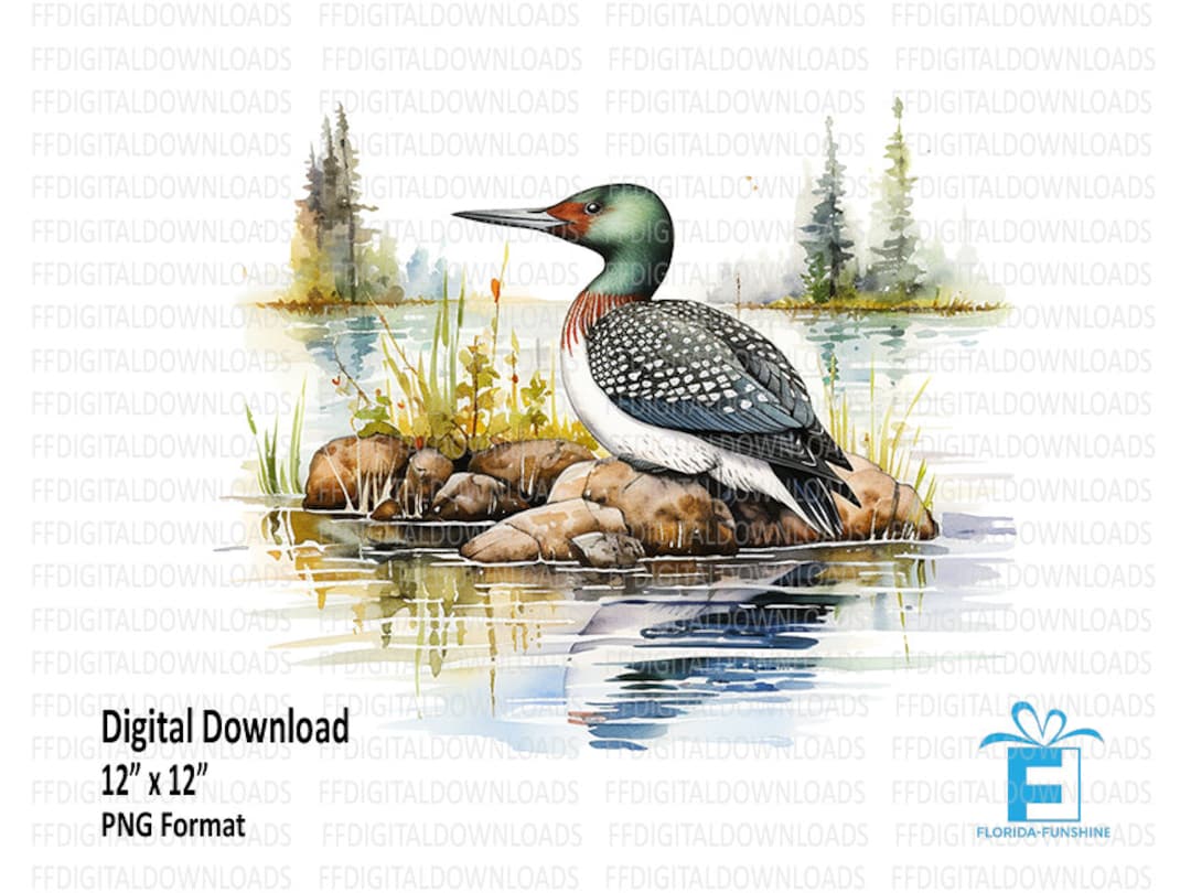 Loon Clipart, PNG, Loon Duck Clipart, Duck Png, Watercolor Duck, Duck ...