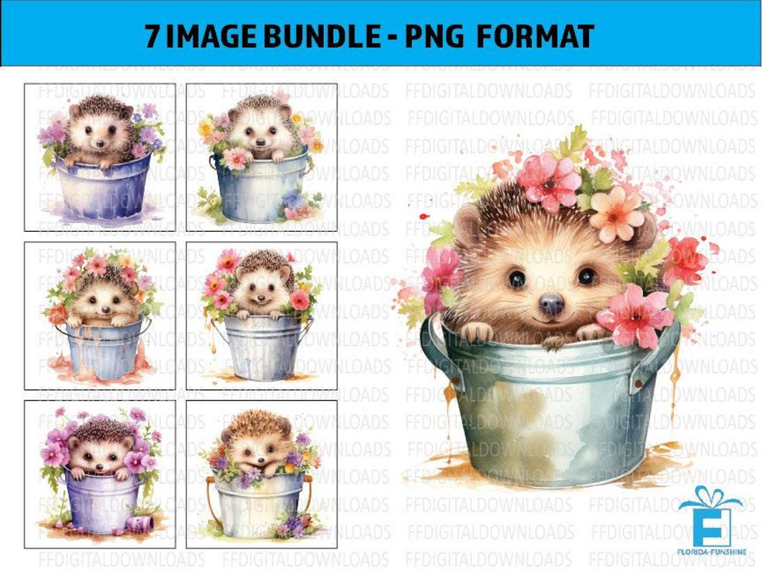 Hedgehog Clipart PNG Bundle, Watercolor Animals (digital Downloads) - Etsy
