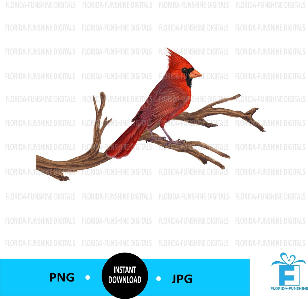 Cardinal on Branch PNG Cardinal PNG Cardinal Memorial Template Cardinal ...