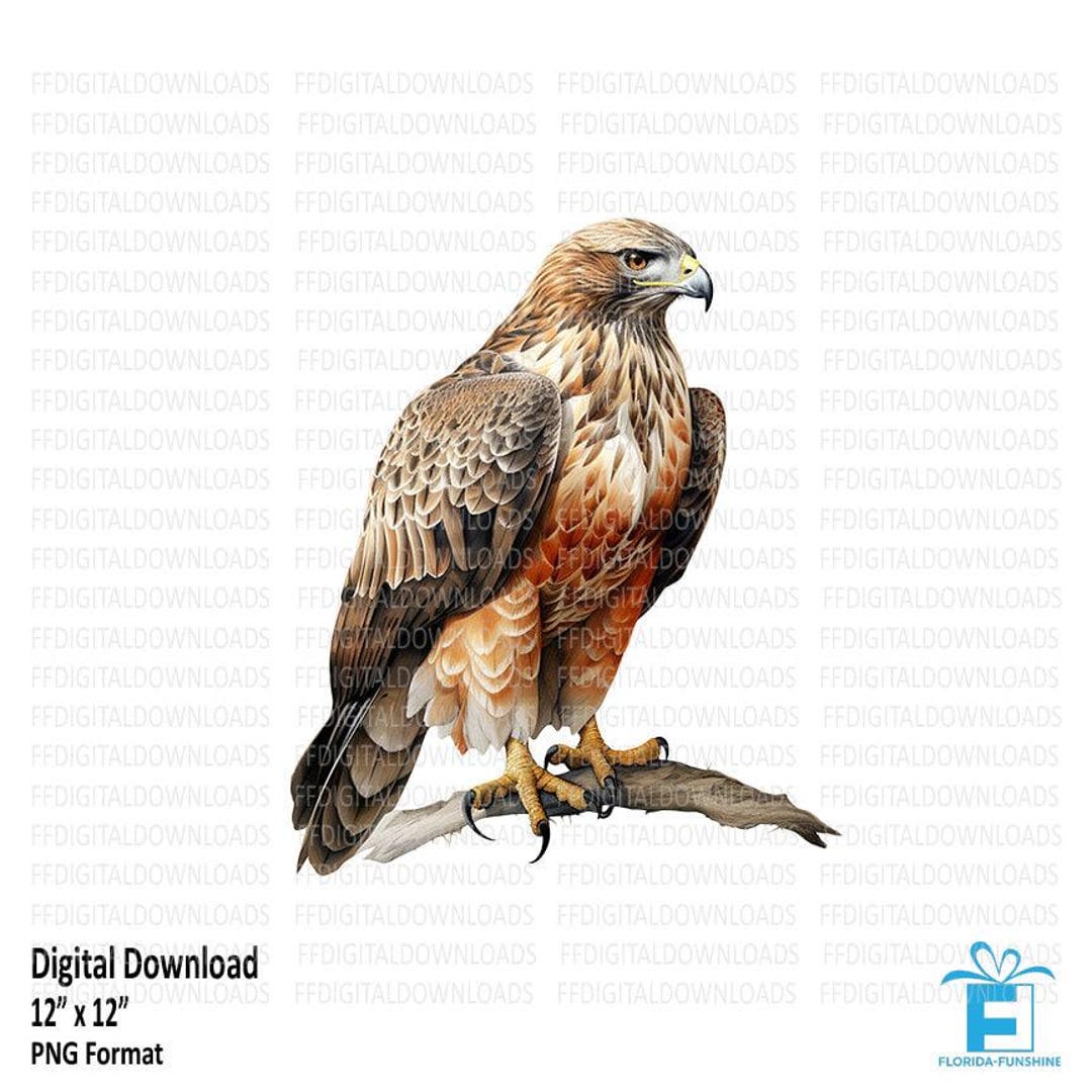 Hawk Clipart, Hawk Png, Hawk Digital Clipart, Hawk Sublimation, Hawk ...