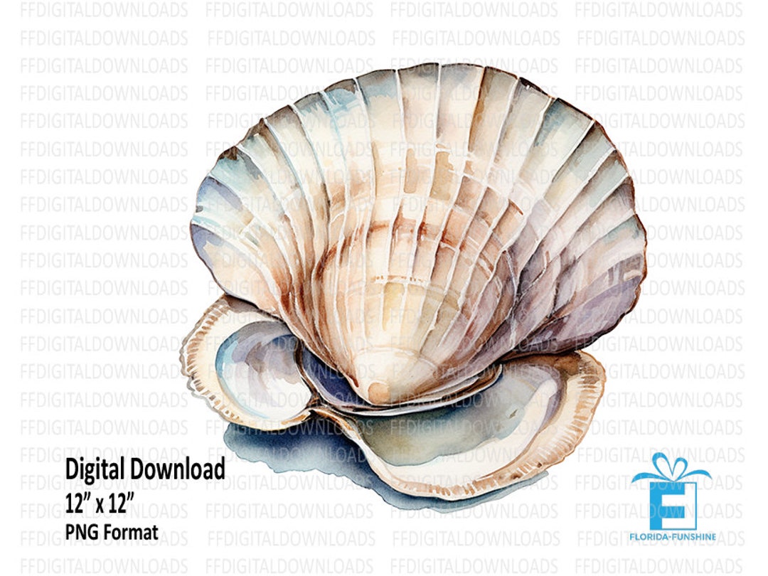 Clam PNG Clam Shell Clipart Clam Shell Image Watercolor - Etsy