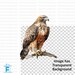 Hawk Clipart, Hawk Png, Hawk Digital Clipart, Hawk Sublimation, Hawk ...