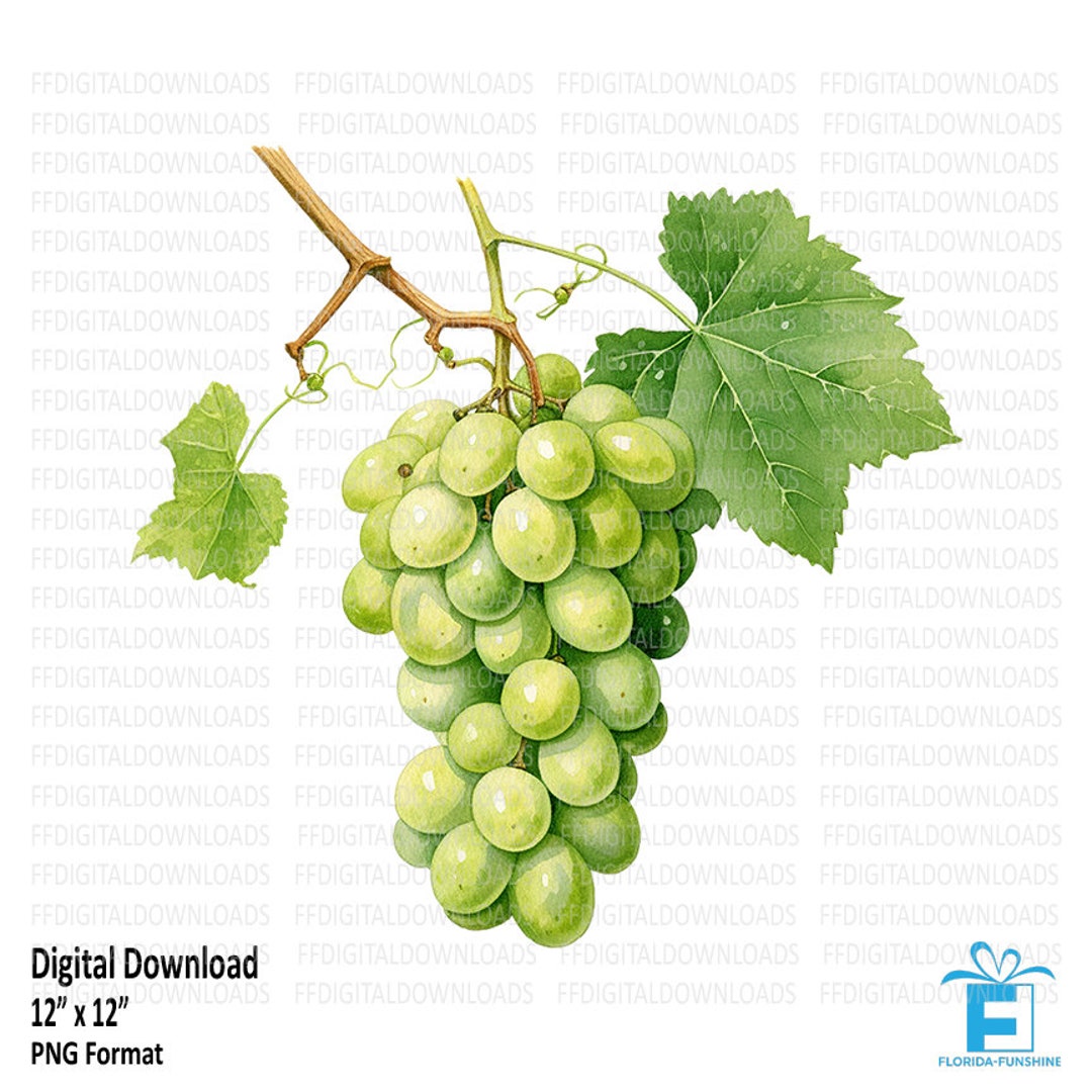 Grapes Clipart Green Grapes Png Grapes Bunch Grapes Digital - Etsy