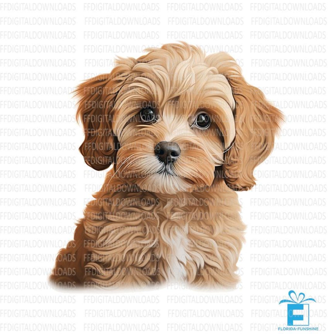 Cavapoo Clipart Bundle, 7 High-quality Pngs, Cavapoo Png, Cavapoo Image ...