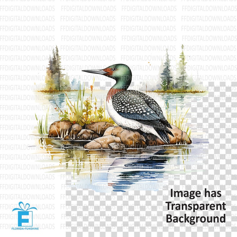 Loon Clipart, PNG, Loon Duck Clipart, Duck Png, Watercolor Duck, Duck ...