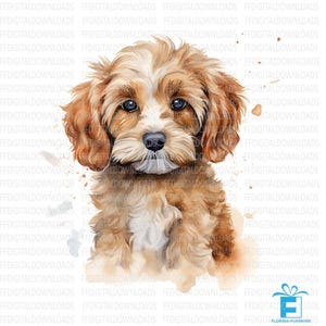 Cavapoo Clipart Bundle, 7 High-quality Pngs, Cavapoo Png, Cavapoo Image ...
