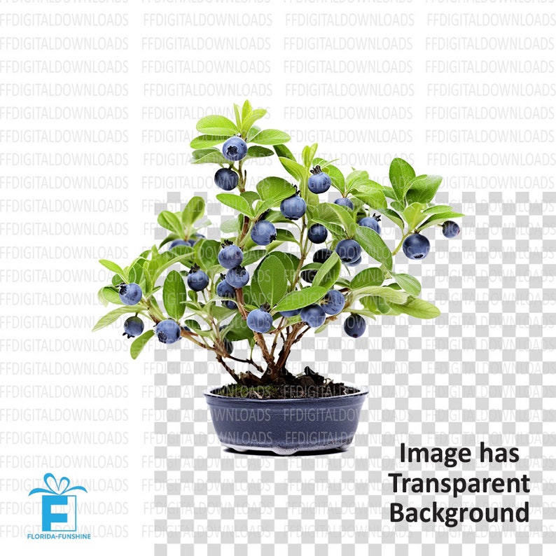 Blueberry PNG Blueberry Clipart Blueberry Bush Png - Etsy